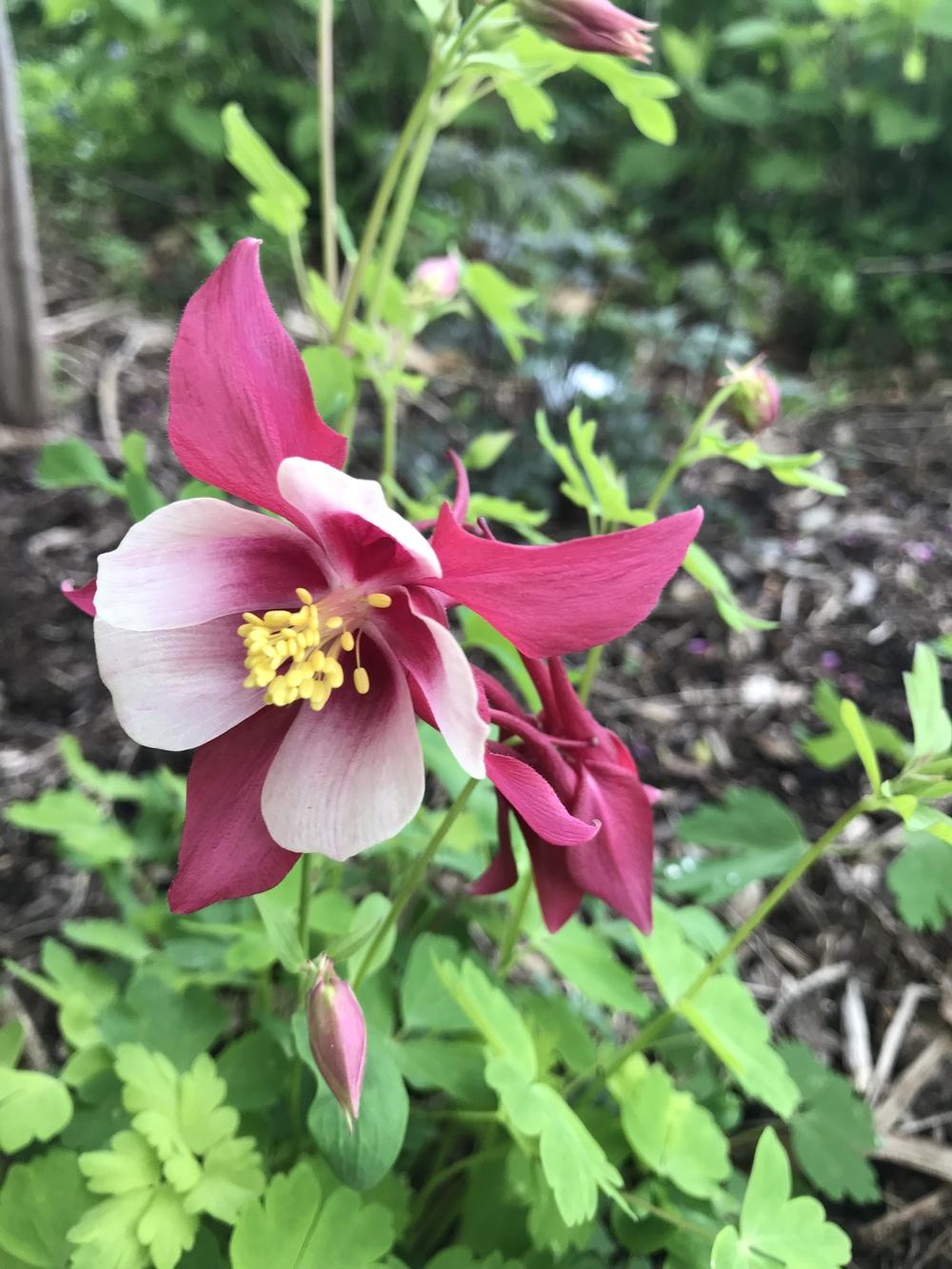 Columbine (Aquilegia 'Songbird Cardinal') in the Columbines Database ...