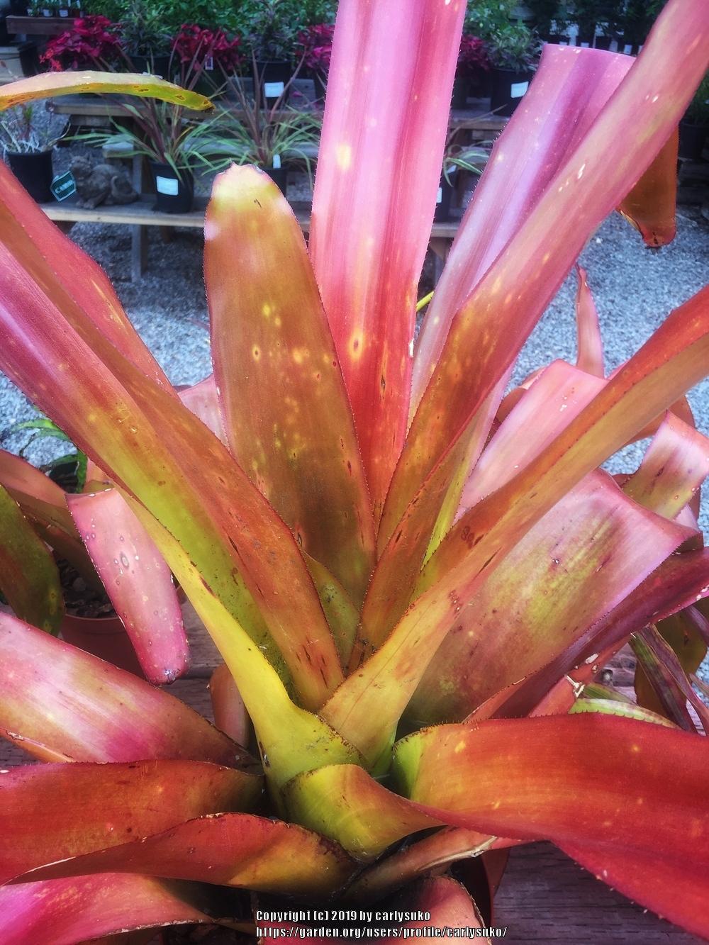 Bromeliad (Aechmea blanchetiana 'Wally Berg') - Garden.org