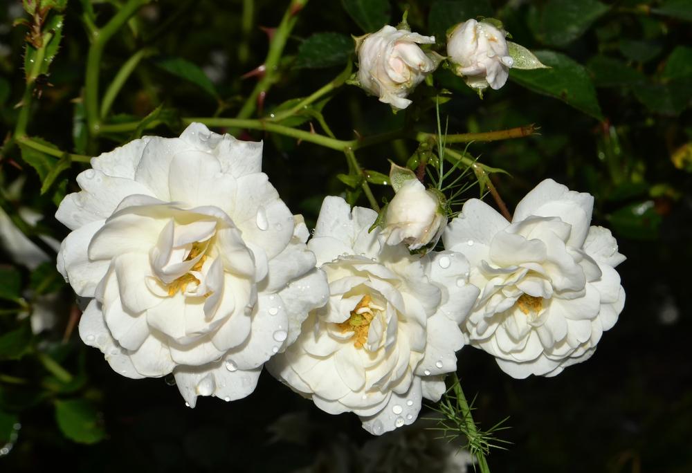 Photo of the bloom of Rose (Rosa 'Sea Foam') posted by dawiz1753 ...