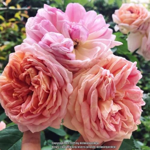 Rose (Rosa 'Alchymist') in the Roses Database - Garden.org