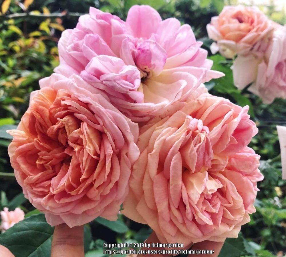 Rose (Rosa 'Alchymist') in the Roses Database - Garden.org