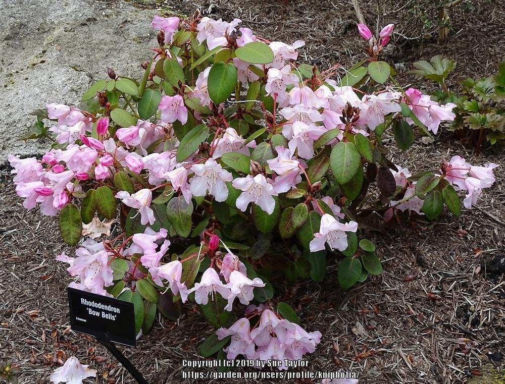 Rhododendron 'Bow Bells' in the Rhododendrons Database - Garden.org