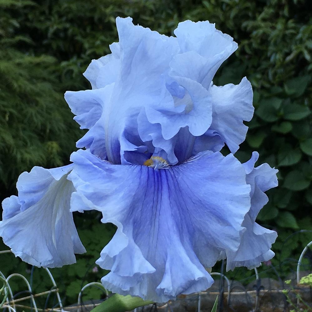 Photo of the bloom of Tall Bearded Iris (Iris 'Platinum Passion ...