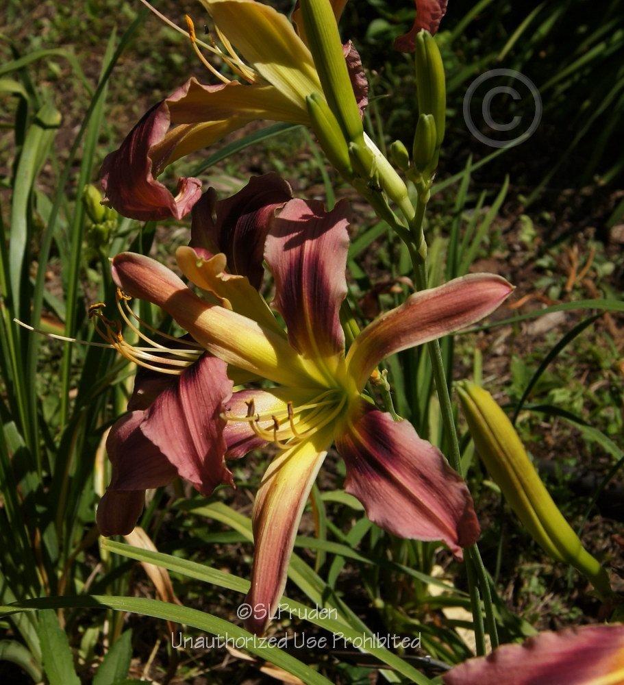 Daylily (Hemerocallis 'Spider Imposter') in the Daylilies Database ...
