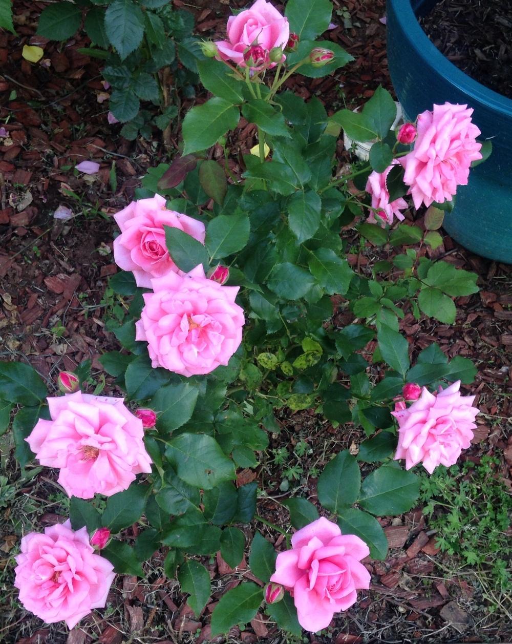 Gene Boerner Floribunda in the Roses forum - Garden.org