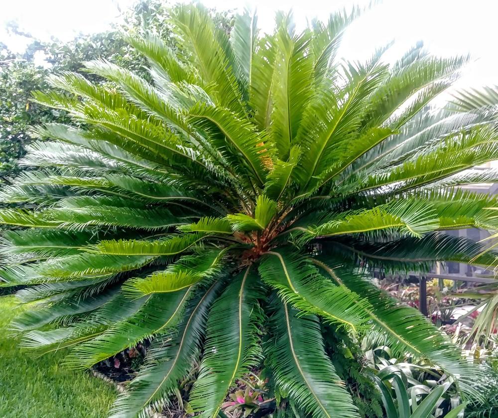 Cycas Taitungensis