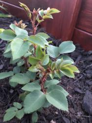 Witches Broom in the Roses forum - Garden.org