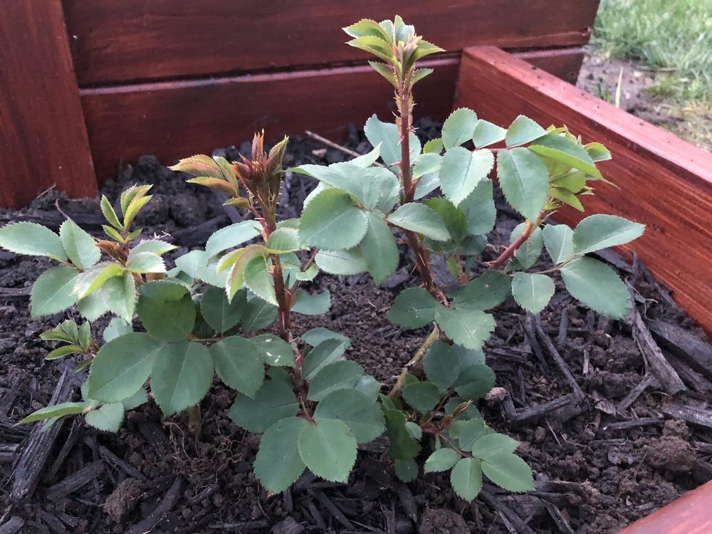 Witches Broom in the Roses forum - Garden.org