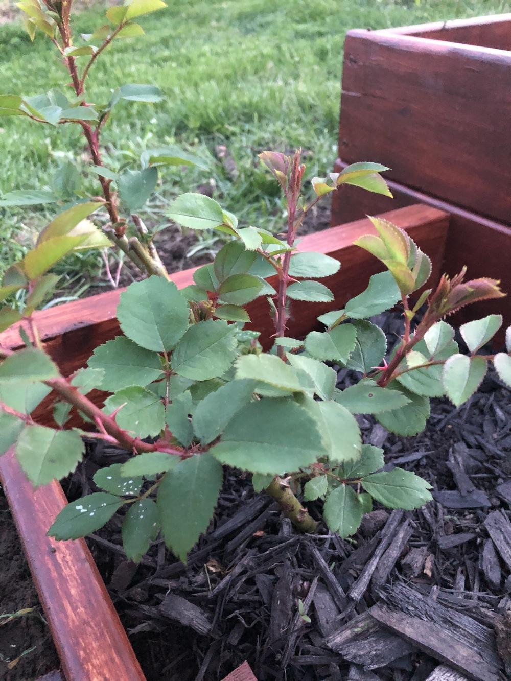 Witches Broom in the Roses forum - Garden.org