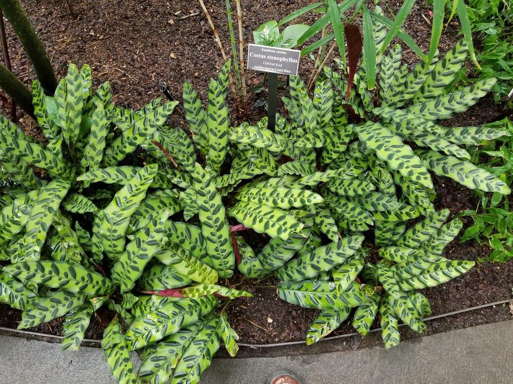 Rattlesnake Plant (Goeppertia insignis) - Garden.org