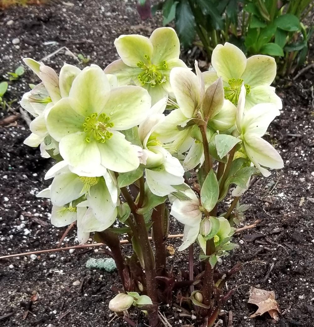 Hellebore (Helleborus Winter Magic™ Snow Love) in the Hellebores ...