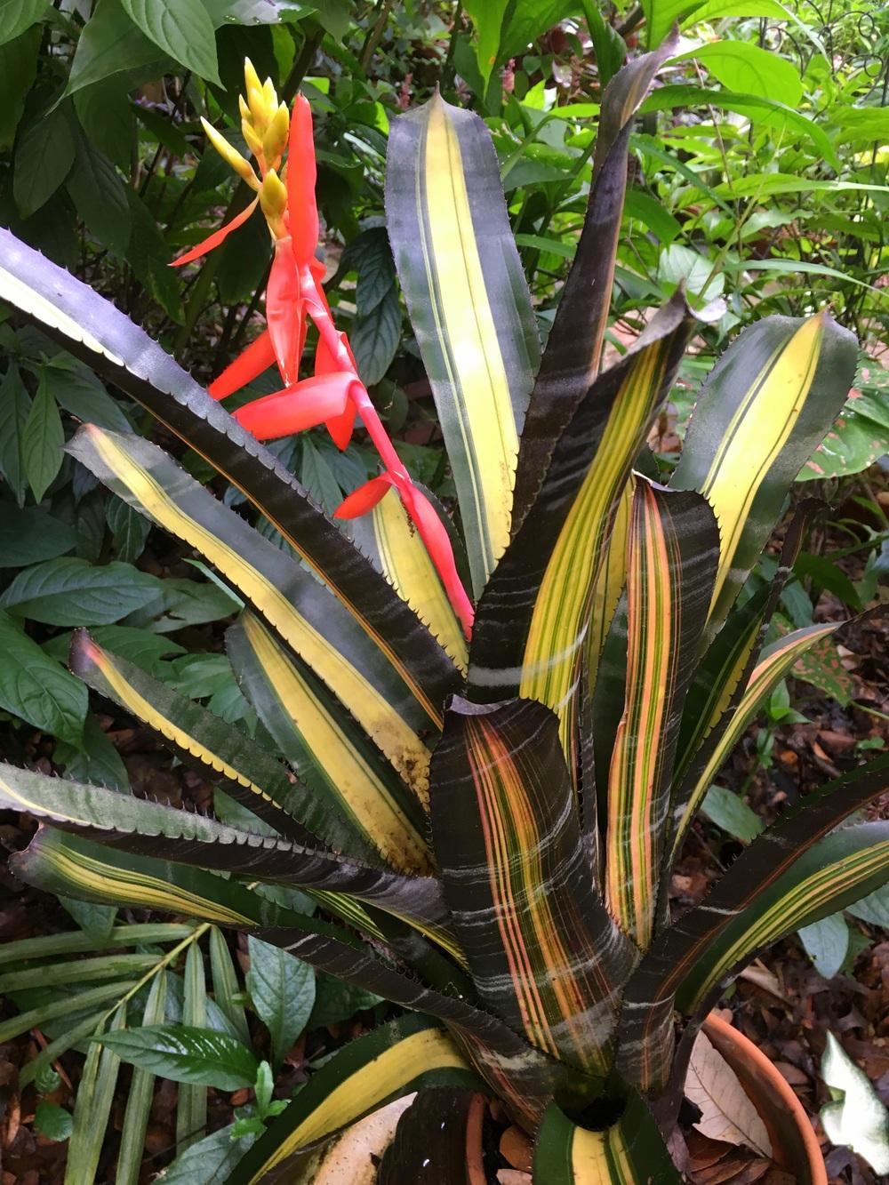 Bromeliad (Aechmea 'Roberto Menescal') - Garden.org