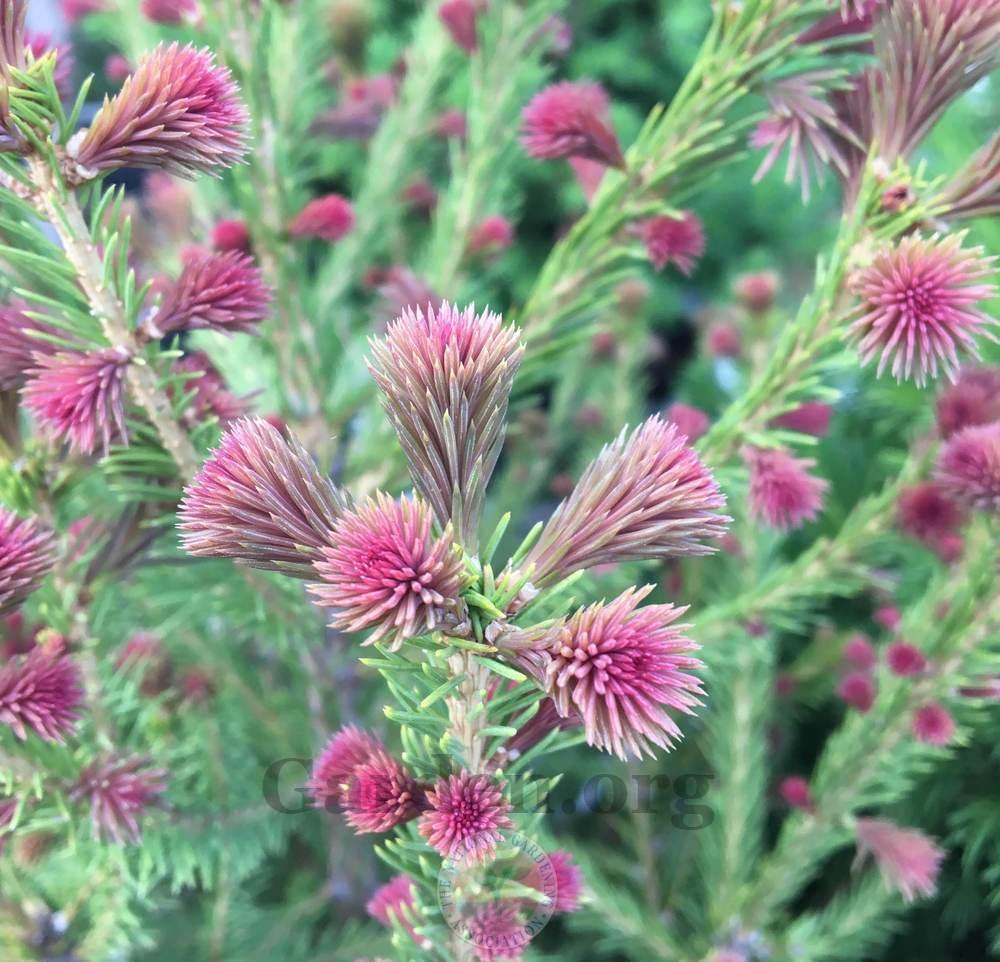 Spruces: Plant Care and Collection of Varieties - Garden.org