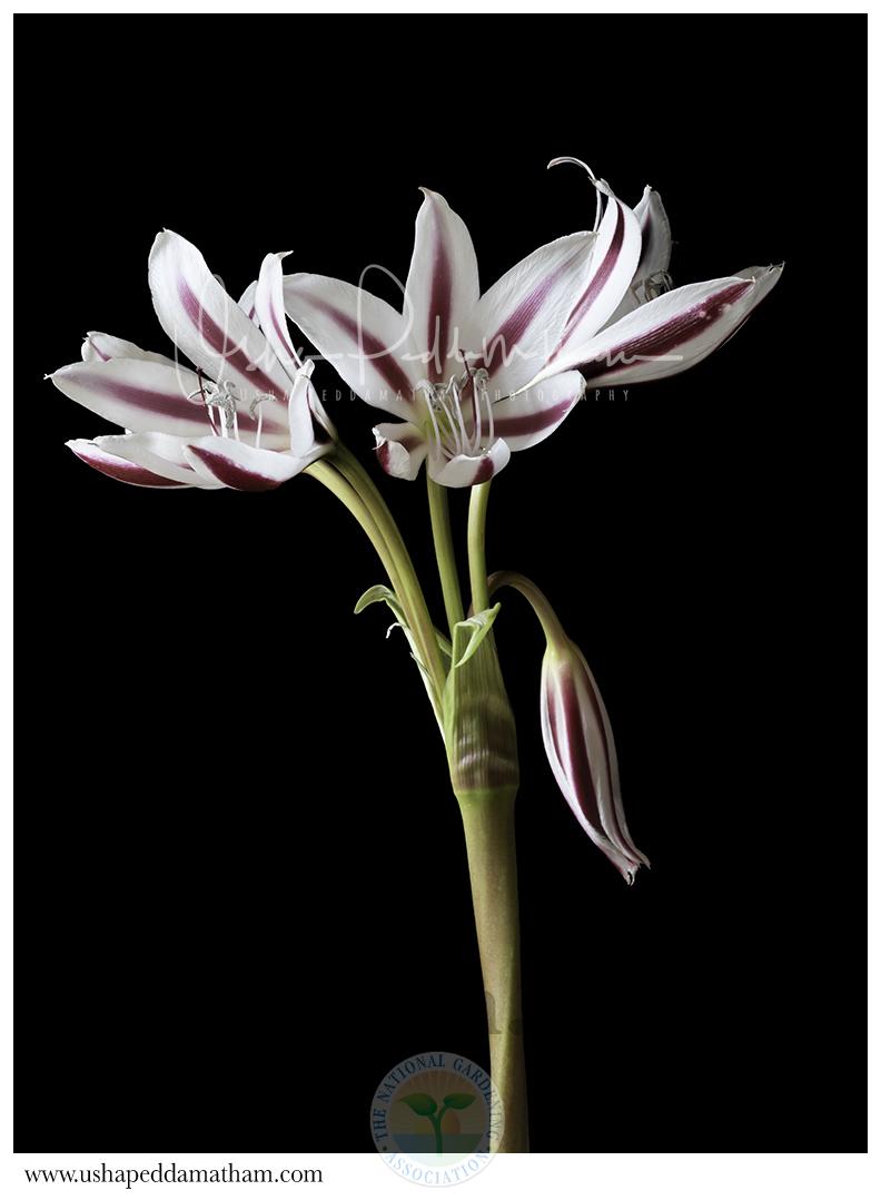 Crinums: Plant Care and Collection of Varieties - Garden.org