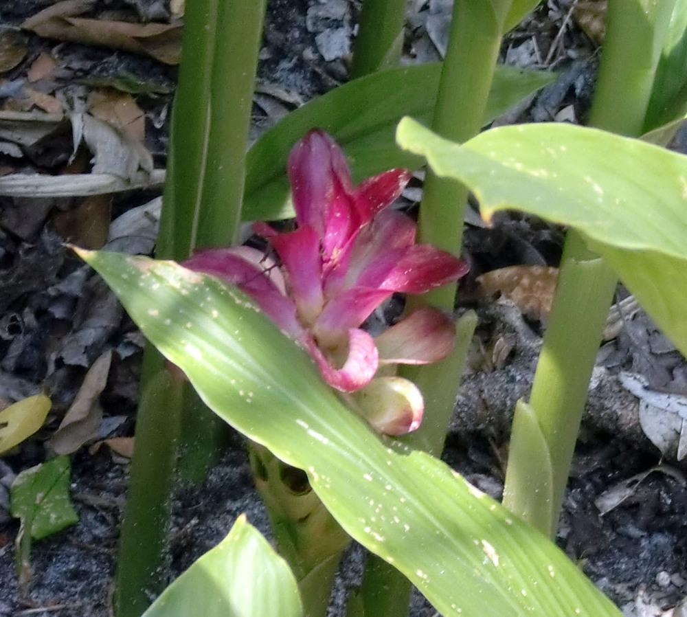 Photo of the entire plant of Siam Lily (Curcuma) posted by carlissa904 ...
