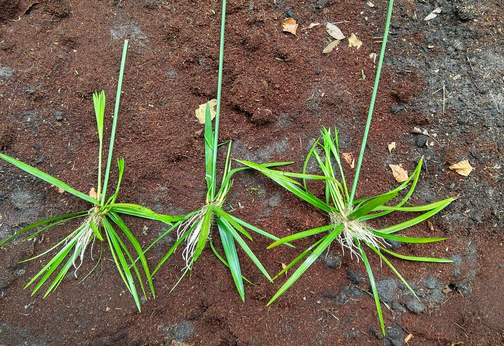 Photo of the roots of Umbrella Plant (Cyperus alternifolius subsp ...