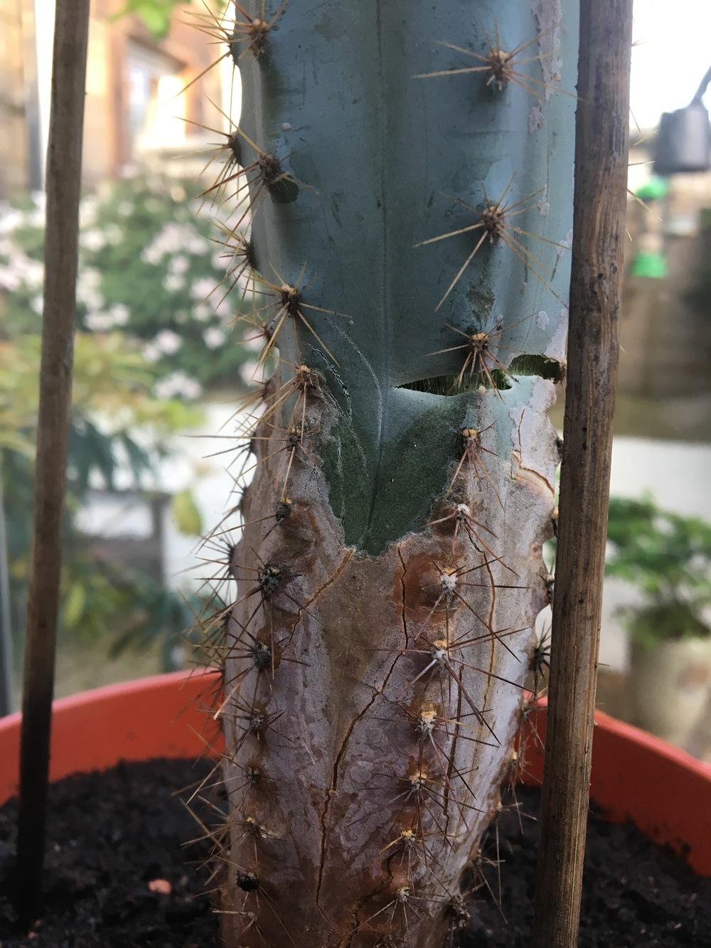 Untitled in the Cactus and Succulents forum - Garden.org