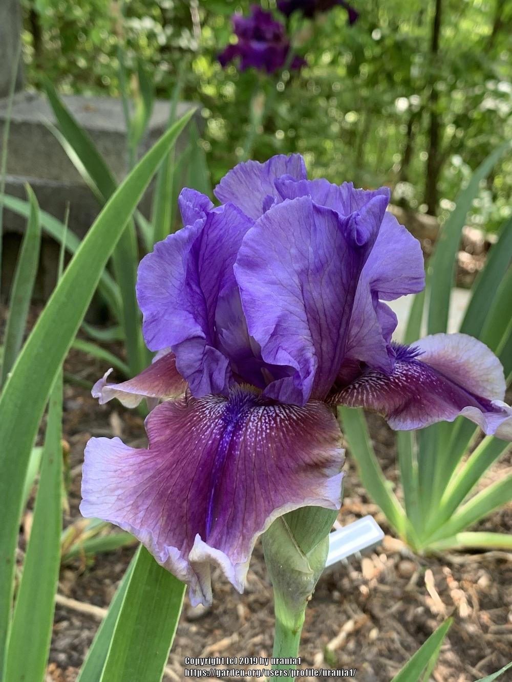 Photo of the bloom of Tall Bearded Iris (Iris 'Comic Opera') posted by ...