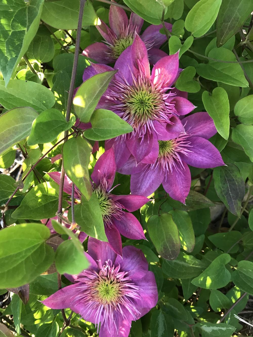 Clematis 'Kaiser' in the Clematis Database - Garden.org