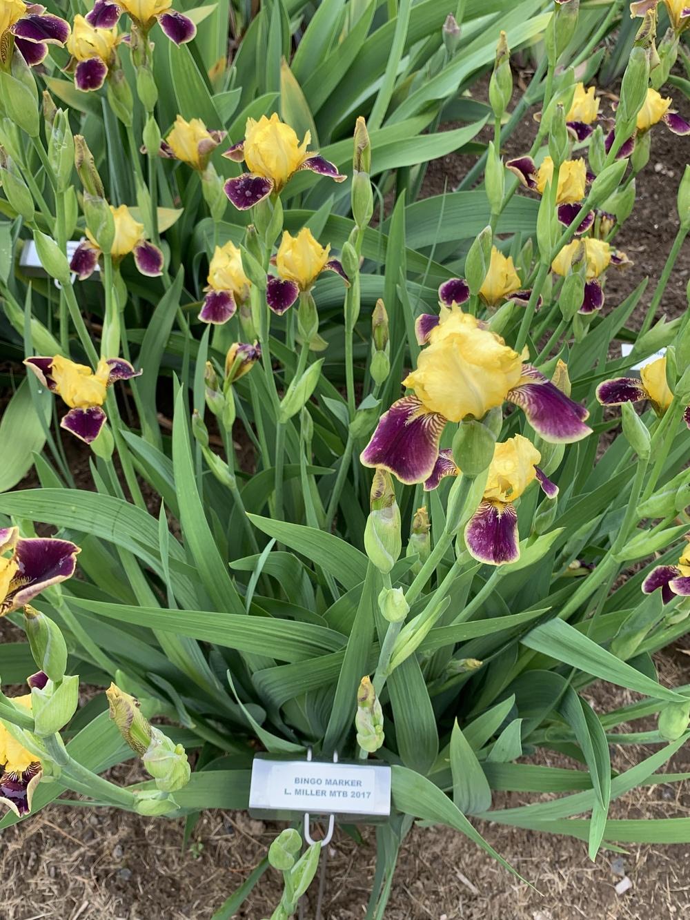 Miniature Tall Bearded Iris (Iris 'Bingo Marker') in the Irises ...