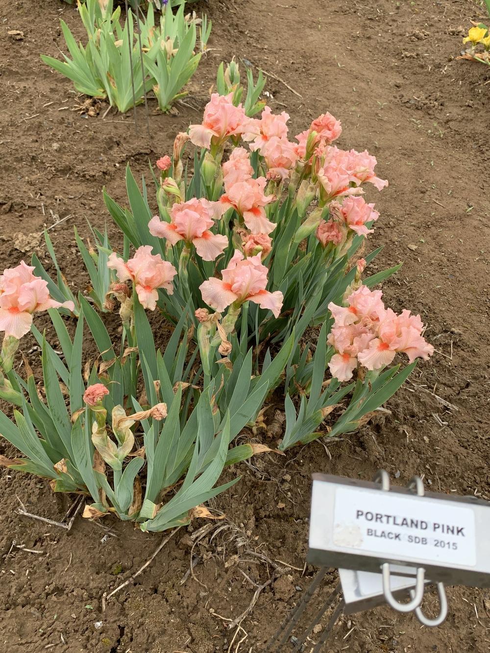 Photo of the entire plant of Standard Dwarf Bearded Iris (Iris ...