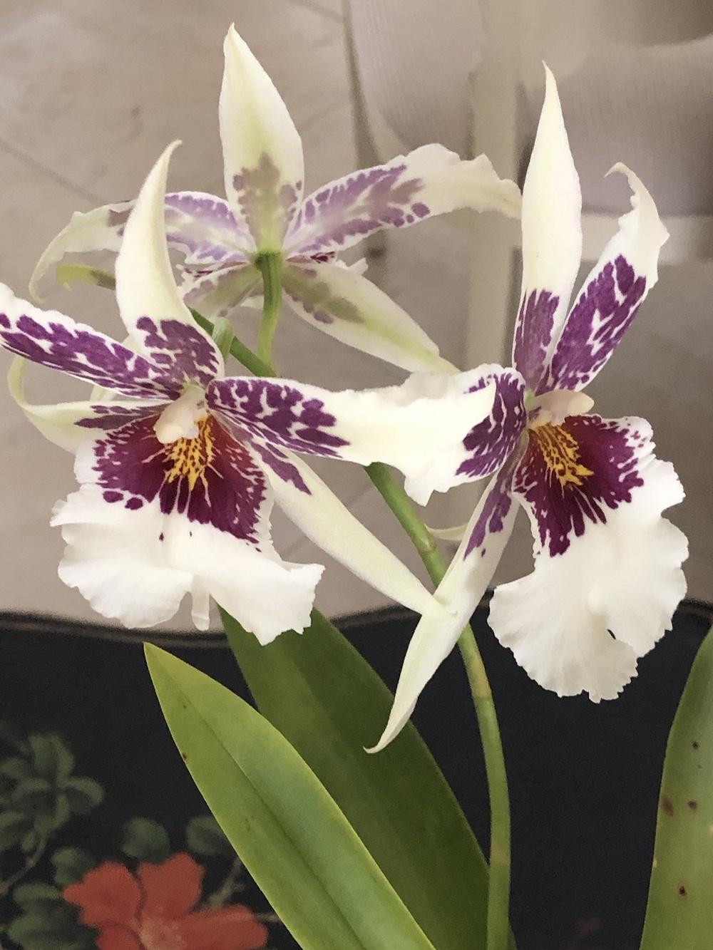 Schunkeara Big Shot 'Hilo Sparkle' (aka BLLRA. Big Shot 'Hilo Sparkle ...