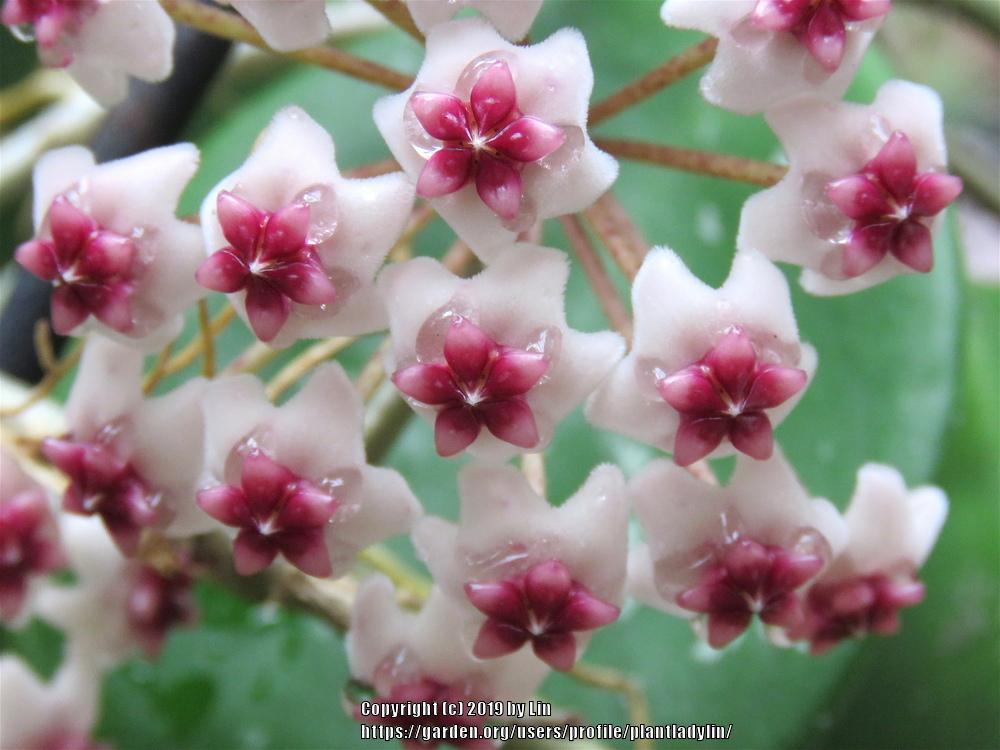 Hoyas: Plant Care and Collection of Varieties - Garden.org