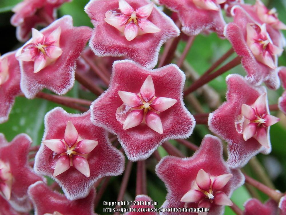 Hoyas: Plant Care and Collection of Varieties - Garden.org