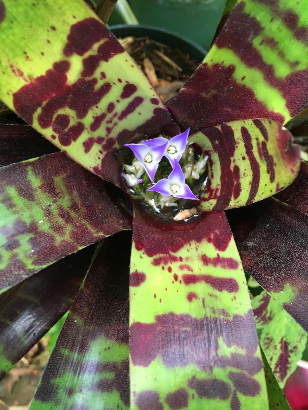Neoregelia 'Blueberry Tiger' - Garden.org