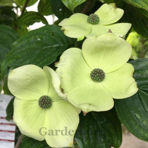 Hybrid Dogwood (Cornus Hyperion®) in the Dogwoods Database - Garden.org