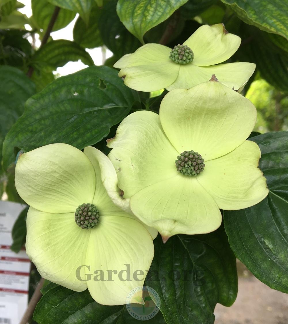 Hybrid Dogwood (Cornus Hyperion®) in the Dogwoods Database - Garden.org