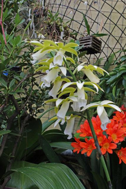 Photo of the bloom of Nun's Cap Orchid (Calanthe tankervilleae) posted ...