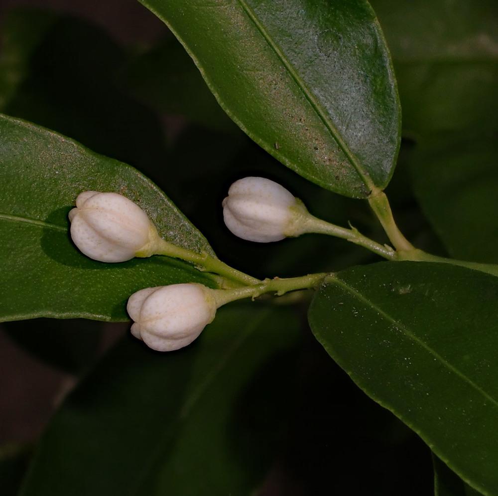 Photo of the bloom of Key Lime (Citrus x aurantiifolia) posted by ...