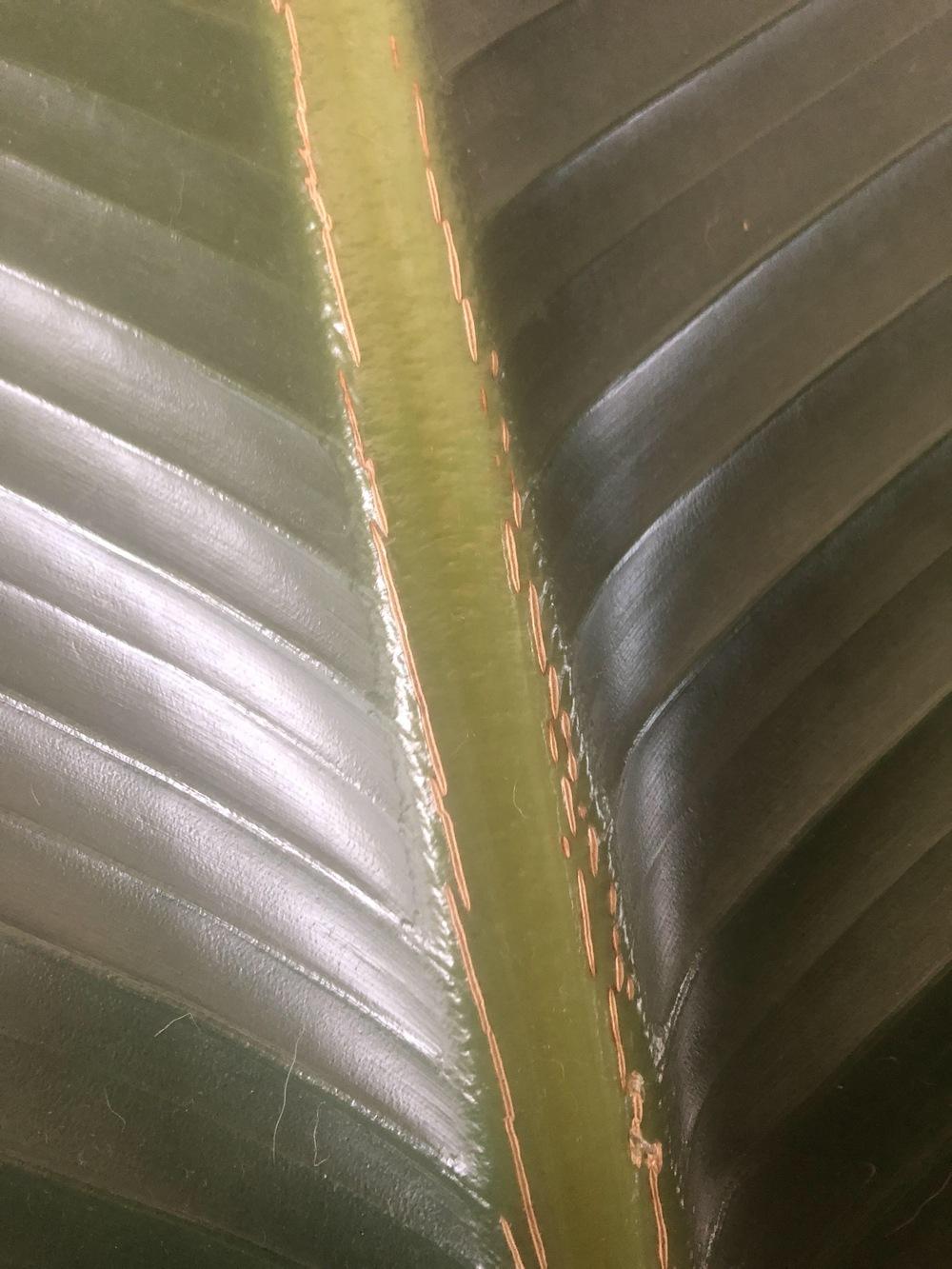 Strelitzia nicolai (white bird of paradise) inverted leaves with brown ...
