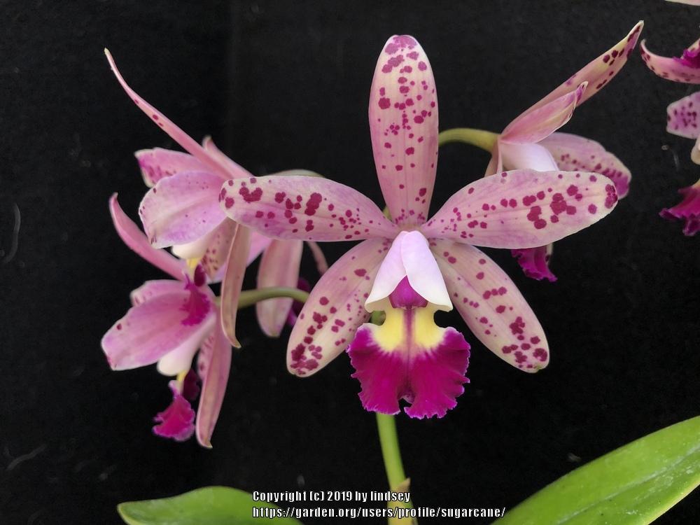Photo of the bloom of Orchid (Cattleya Tropical Pointer 'Cheetah') posted by sugarcane - Garden.org