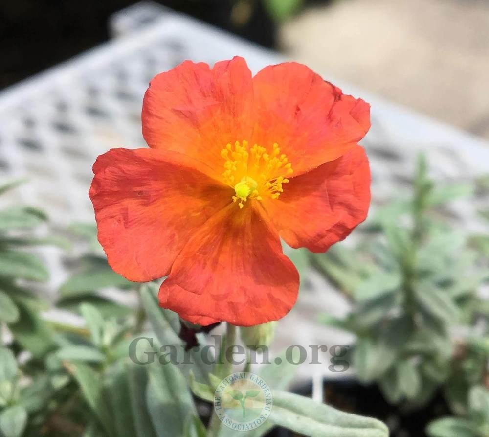Rock Rose (Helianthemum nummularium 'Fire Dragon') - Garden.org