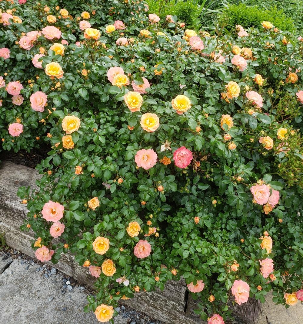 Rose ID request in the Roses forum - Garden.org