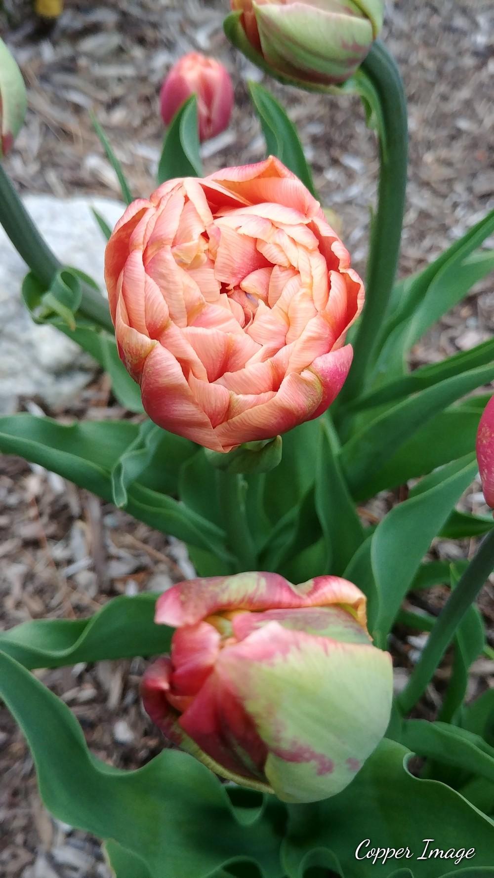 Double Late Tulip (Tulipa 'Copper Image') in the Tulips Database ...