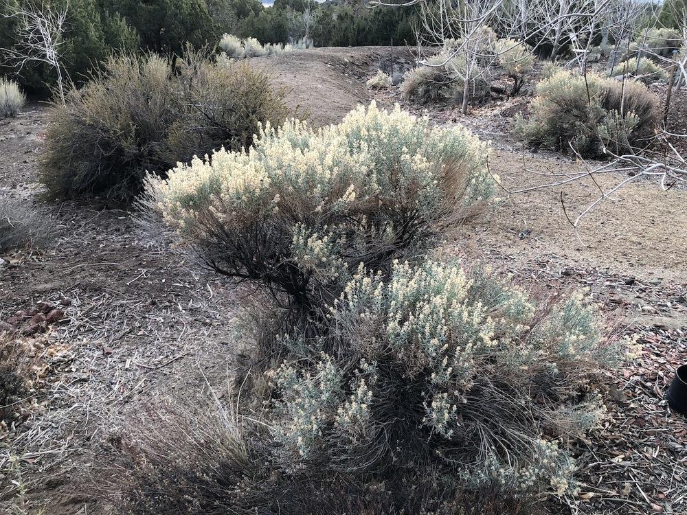 Rubber Rabbit Brush. (Chemisa) in the All Things Gardening forum ...
