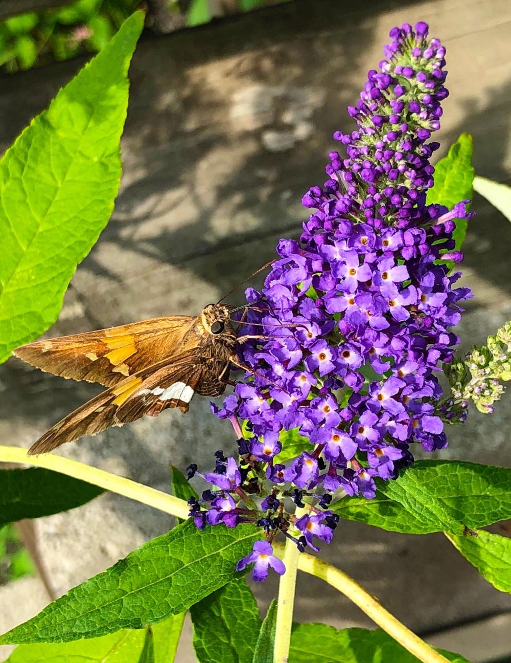 Photo of the bloom of Butterfly Bush (Buddleja Buzz™ Midnight) posted ...