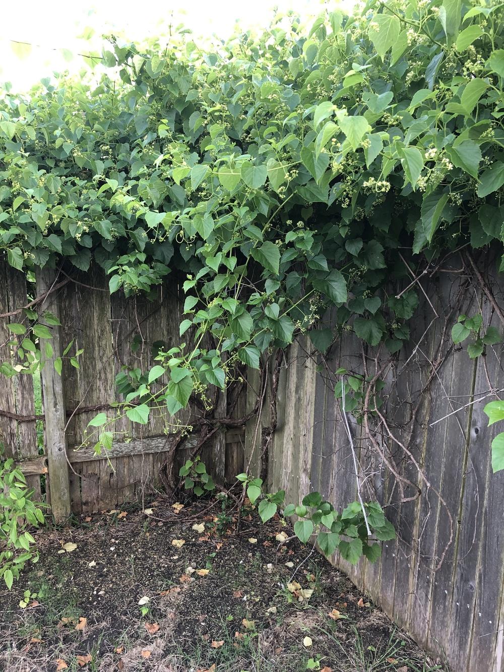 Vine Identification in the Plant ID forum - Garden.org