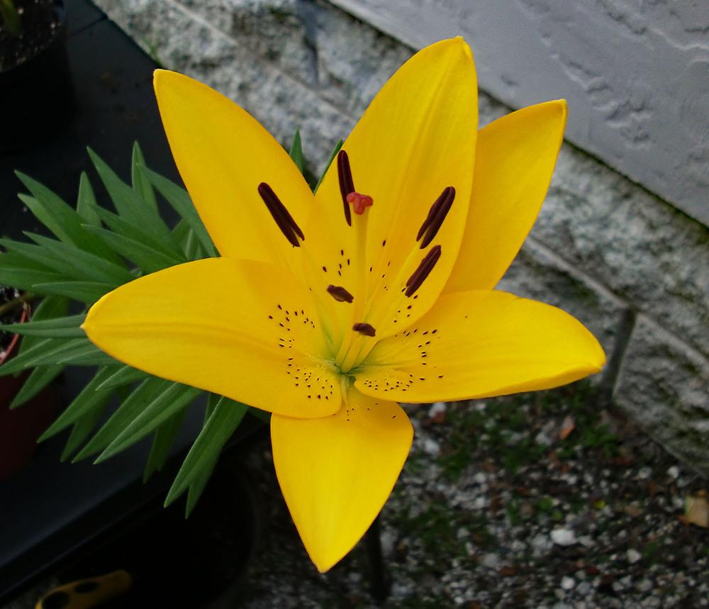 Lily (Lilium 'Yellow Power') in the Lilies Database - Garden.org