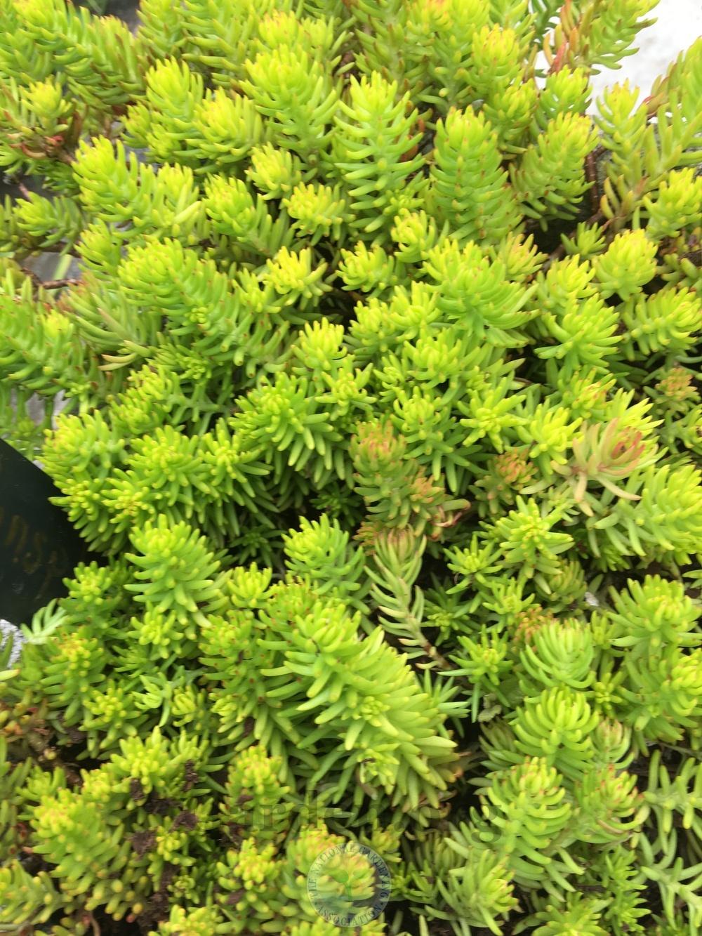 Jenny’s Stonecrop (Petrosedum rupestre subsp. rupestre Sunsplash ...
