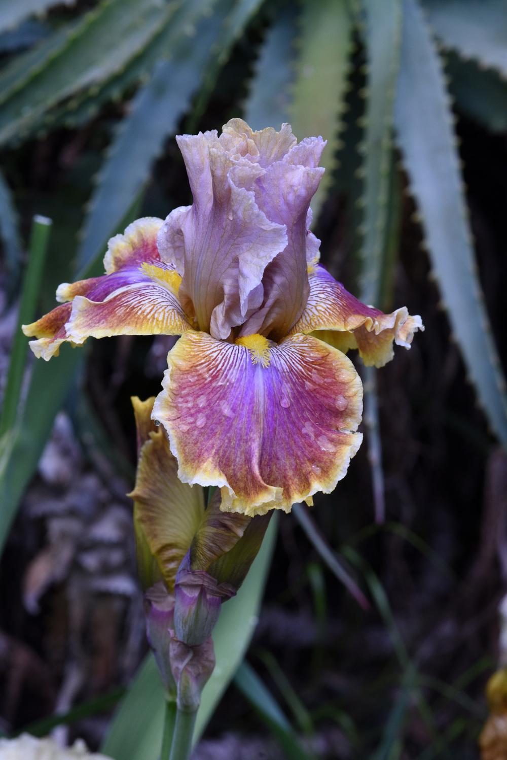 Photo of the bloom of Tall Bearded Iris (Iris 'Pretty Ballerina ...