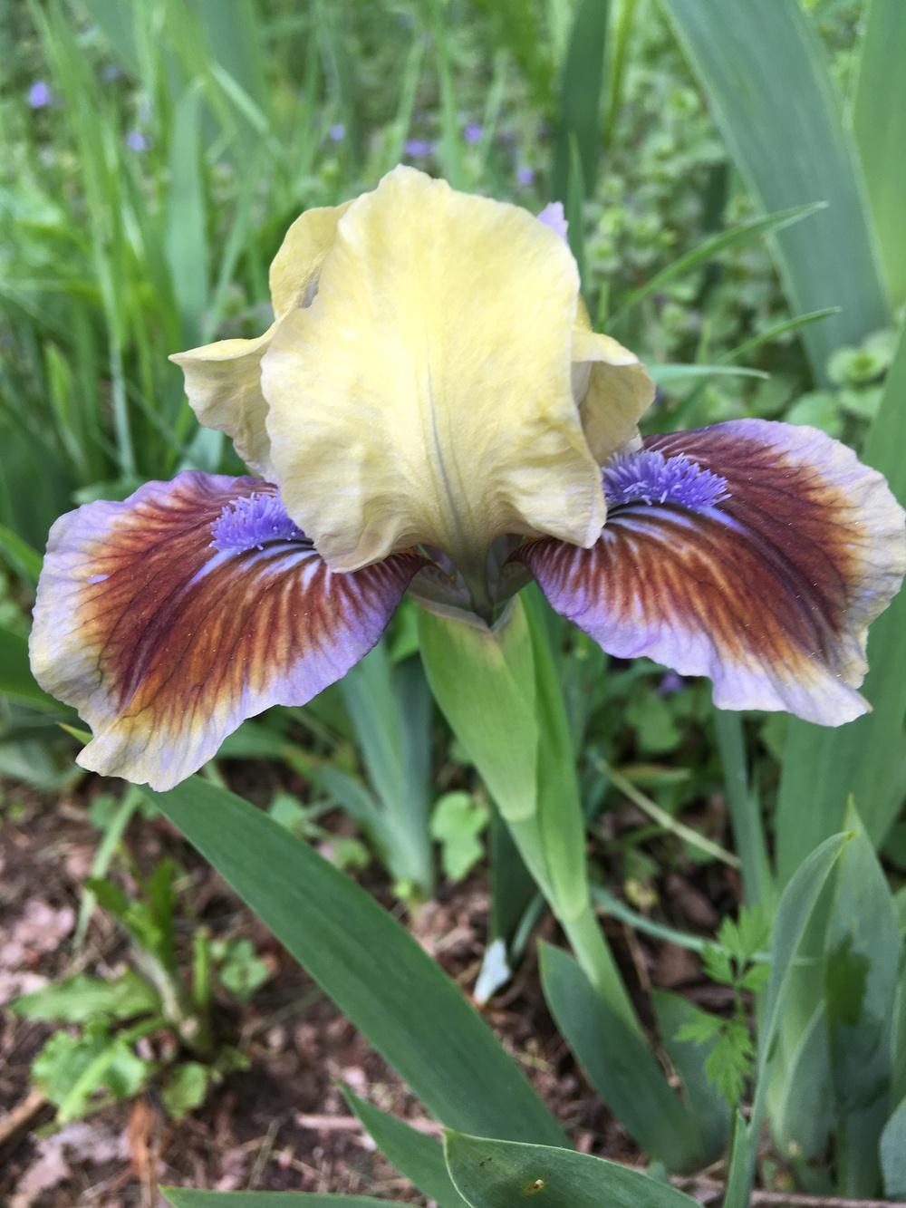 Photo of the bloom of Standard Dwarf Bearded Iris (Iris 'Rainbow Rim') posted by Lbsmitty ...