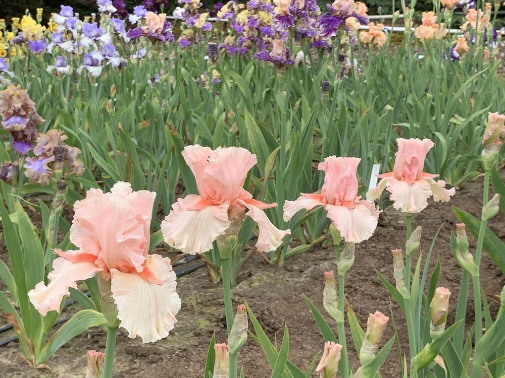 Tall Bearded Iris (Iris 'Mind Changer') in the Irises Database - Garden.org