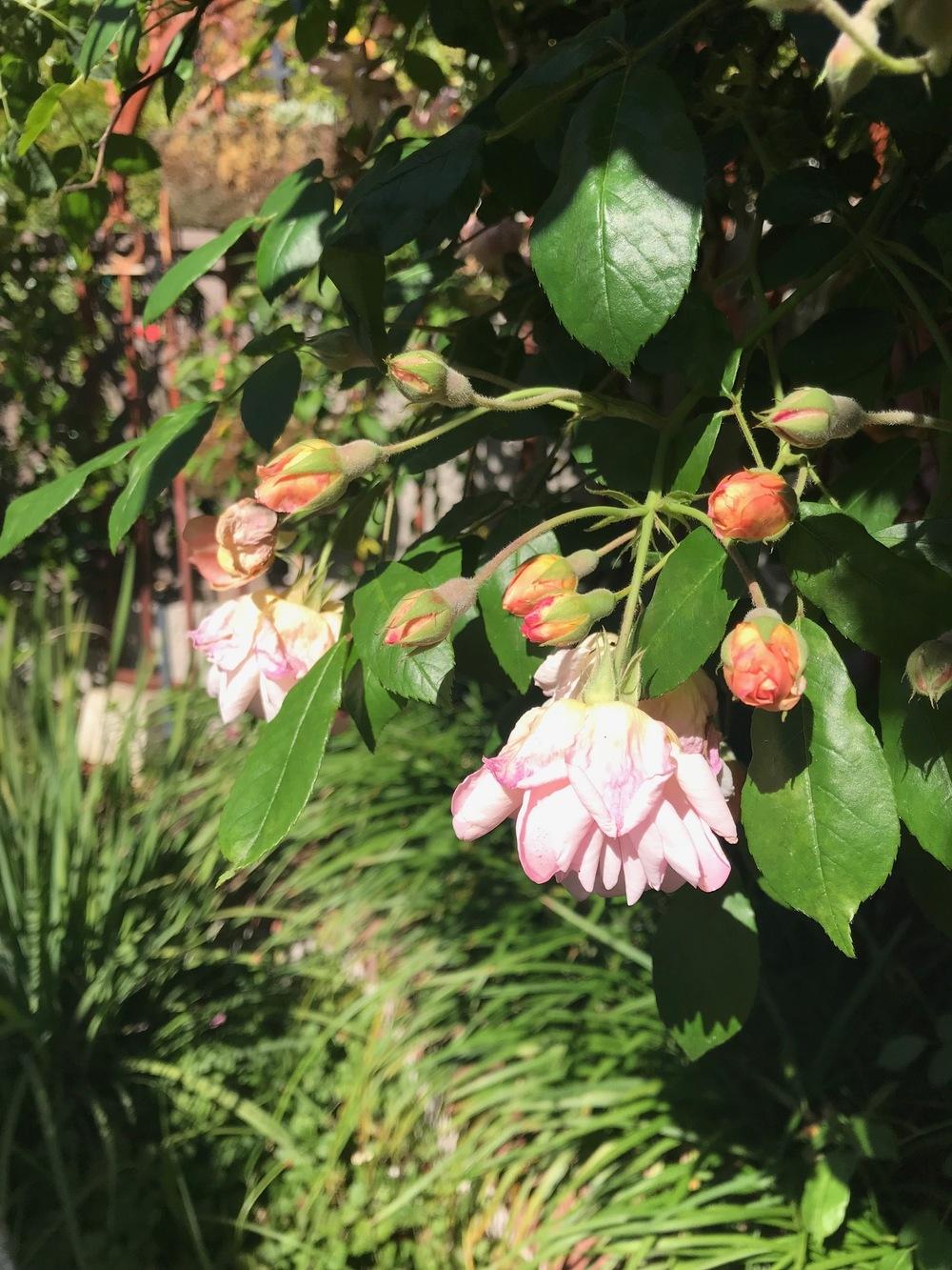 Rose Identification in the Roses forum - Garden.org