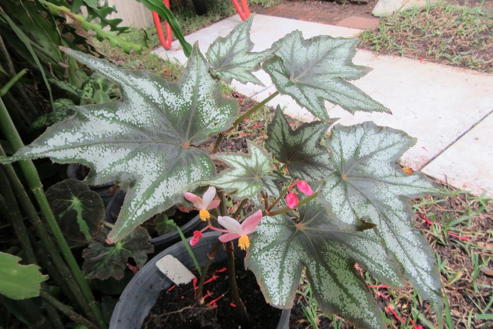 Photo of the leaves of Cane Begonia (Begonia 'Little Brother Montgomery ...