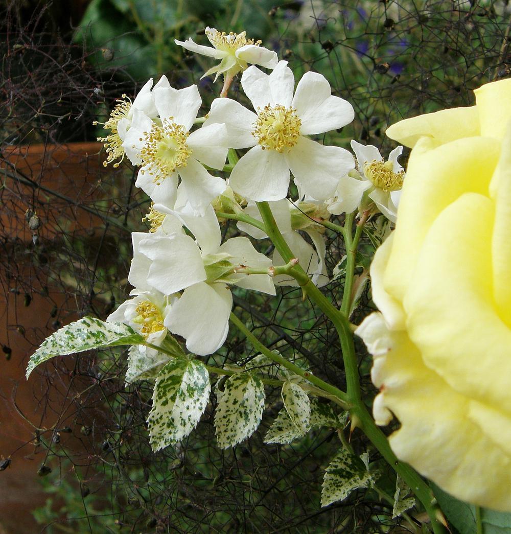 Rose (Rosa luciae 'Variegata') in the Roses Database - Garden.org