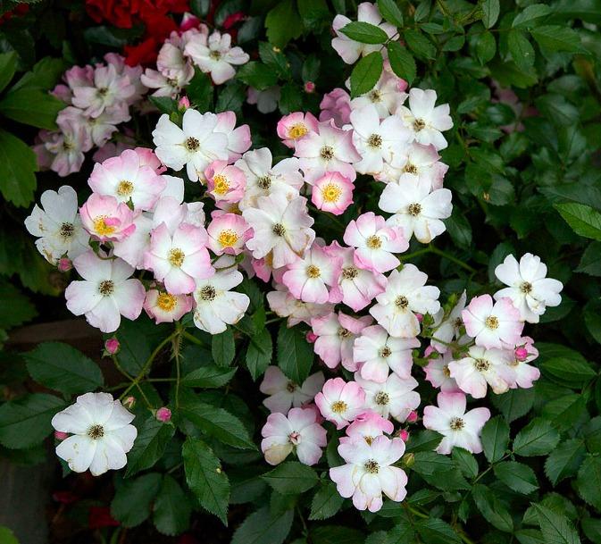 Box store bagged roses. in the Roses forum - Garden.org